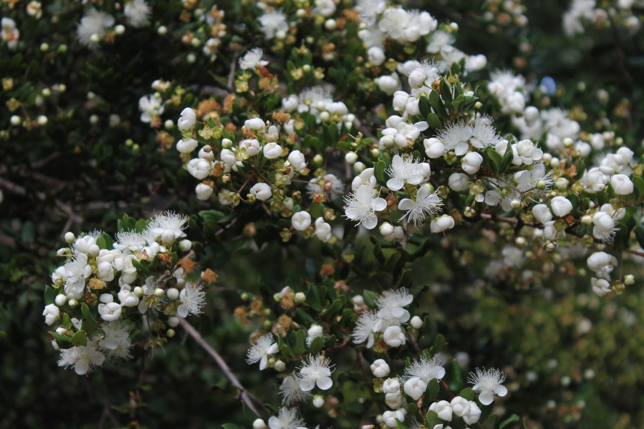 Luma apiculata (DC.) Burret - Rizoma