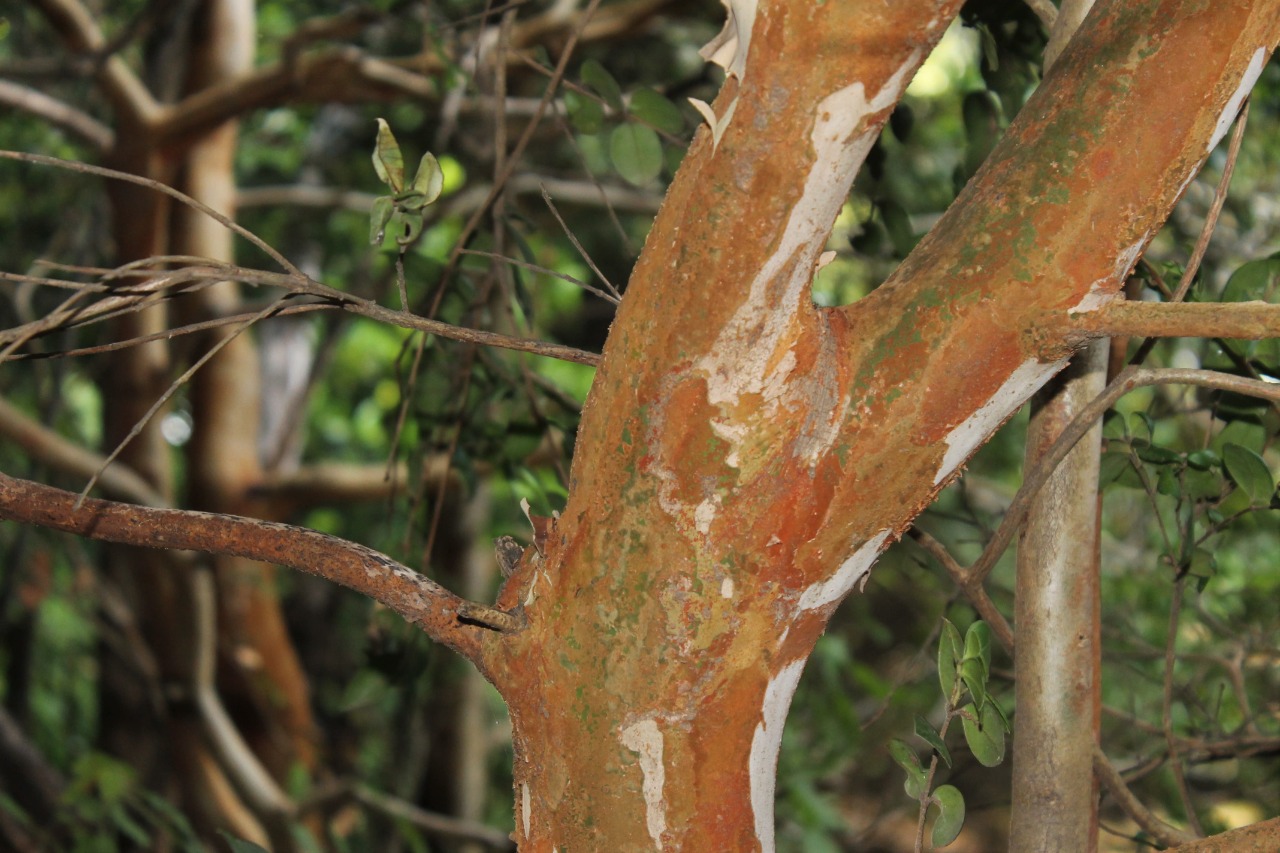 Luma apiculata (DC.) Burret - Rizoma