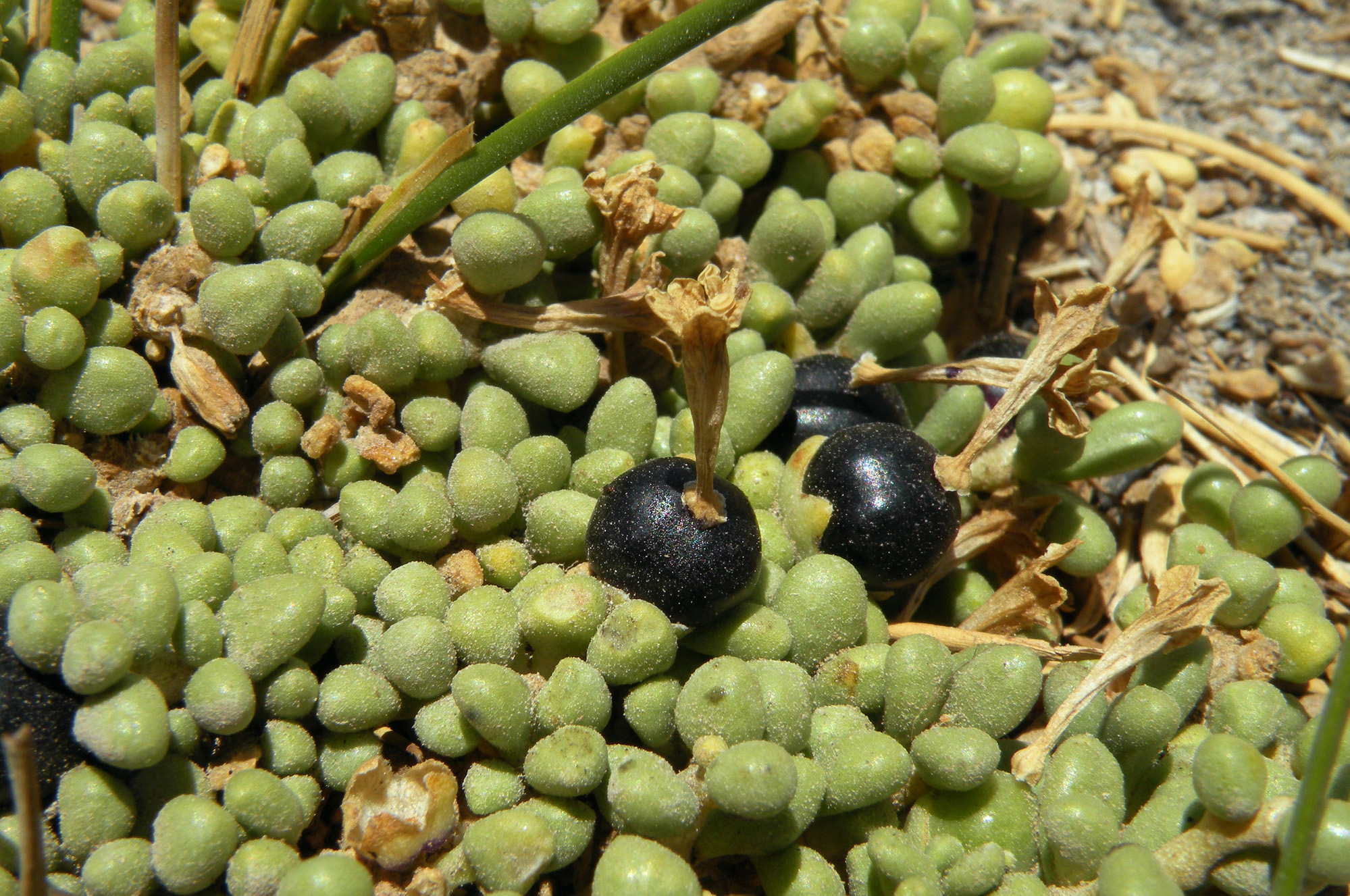 Lycium humile Phil. - Rizoma